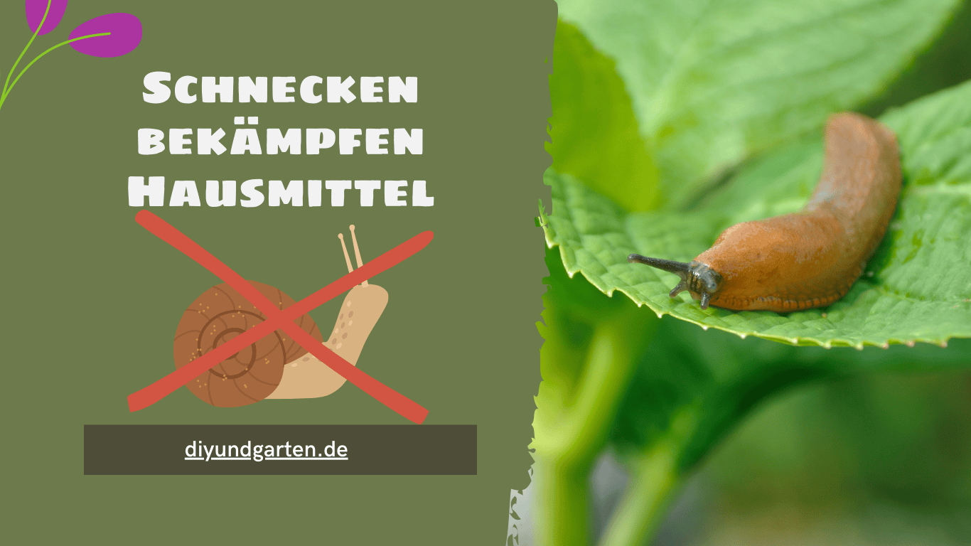 Schnecken Bekampfen Hausmittel