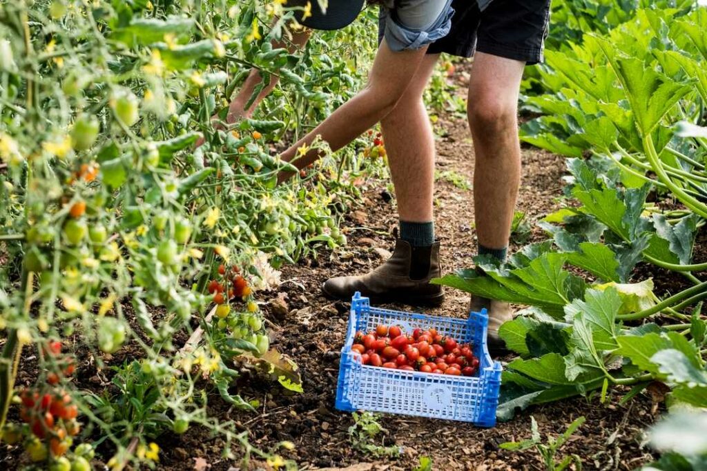 Tomaten Erntezeit Monat