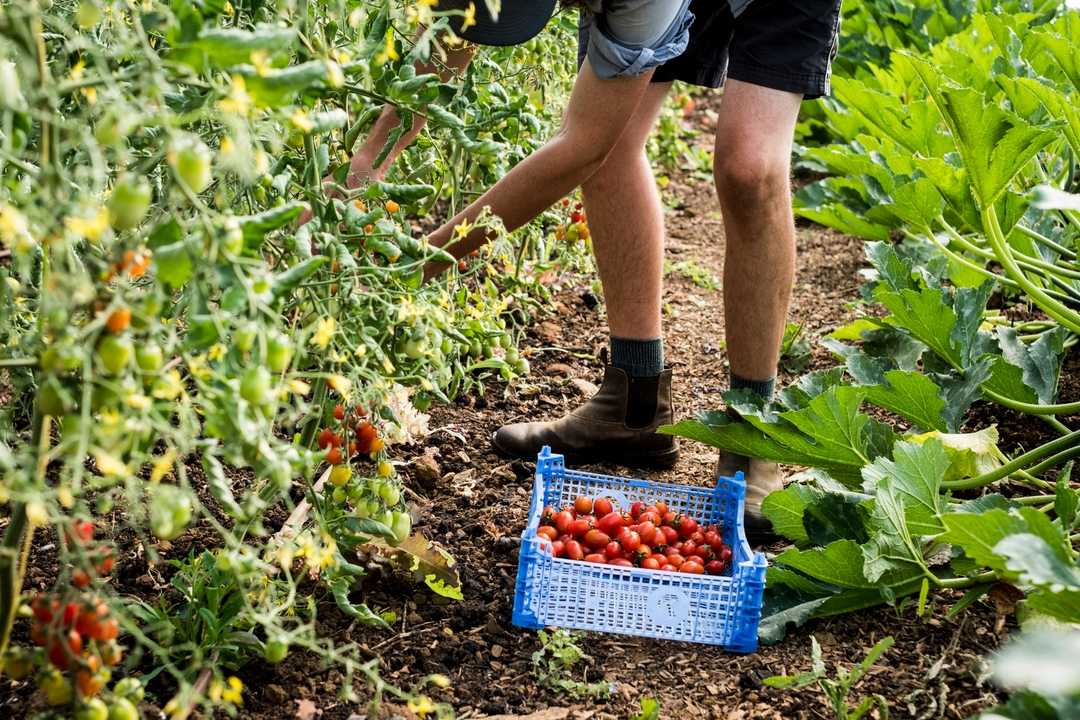 Stilvolle Tomaten Erntezeit Monat Ebenbild